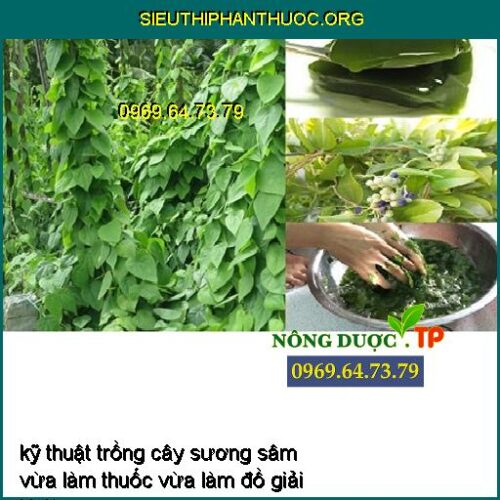 Kỹ thuật trồng cây sương sâm vừa làm thuốc vừa làm đồ giải khát - SIÊU ...