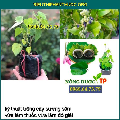 Kỹ thuật trồng cây sương sâm vừa làm thuốc vừa làm đồ giải khát - SIÊU ...
