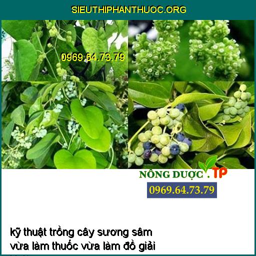 Kỹ thuật trồng cây sương sâm vừa làm thuốc vừa làm đồ giải khát - SIÊU ...