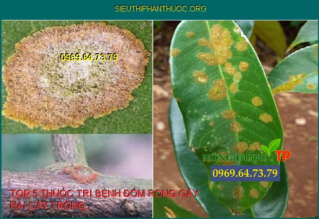 Top 5 Thuốc đặc trị bệnh đốm rong cho cây trồng tốt nhất P.1 - SIÊU THỊ ...