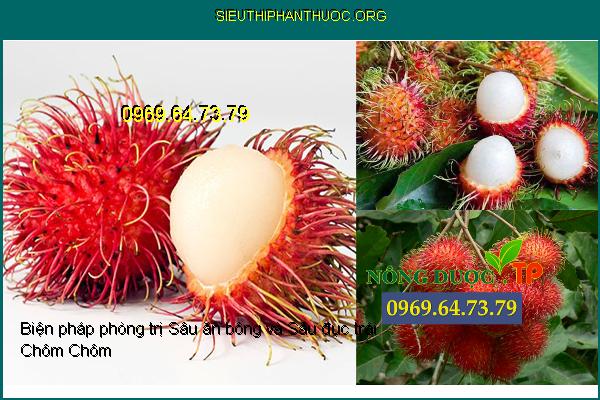 Biện pháp phòng trị Sâu ăn bông và Sâu đục trái Chôm Chôm cho bà con ...