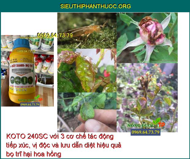 KOTO 240SC- Đặc Trị Rầy Xanh- Bọ Trĩ- Rệp Sáp- Nhóm Chích Hút. - SIÊU ...
