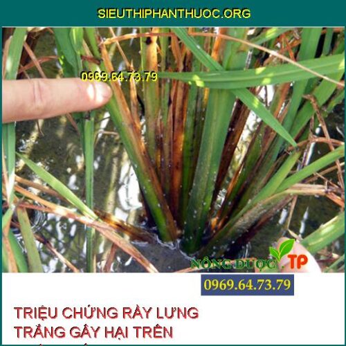 Rầy Lưng Trắng Gây Hại Trên Lúa Và Top 6 Thuốc Đặc Trị Tốt Nhất. - SIÊU ...