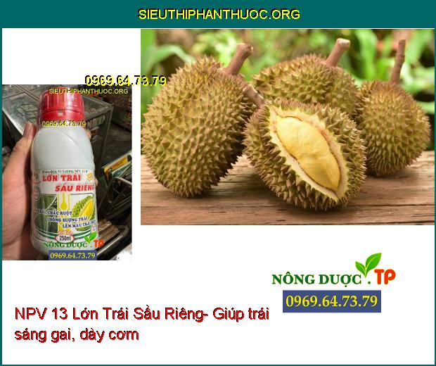 NPV 13 Lớn Trái Sầu Riêng- Lớn Trái- Chắc Ruột- Chống Sượng Trái- Lên ...