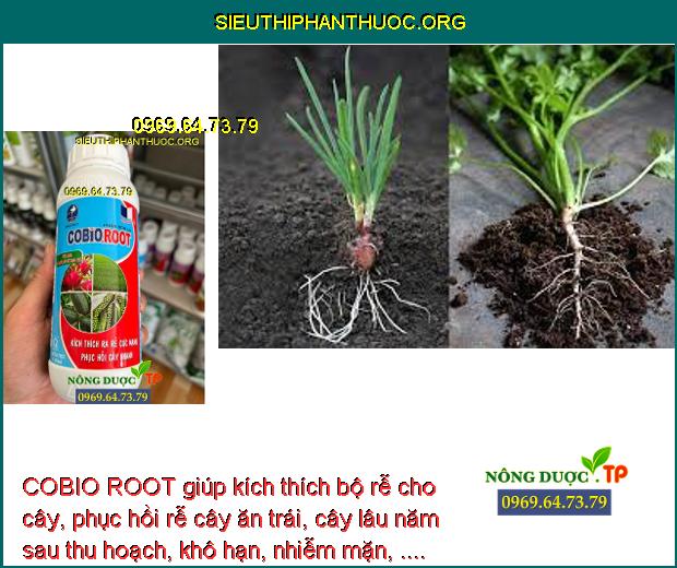 COBIO ROOT- Rễ Phát Triển Mạnh- Phục Hồi Rễ Cây Sau Thu Hoạch. - SIÊU ...