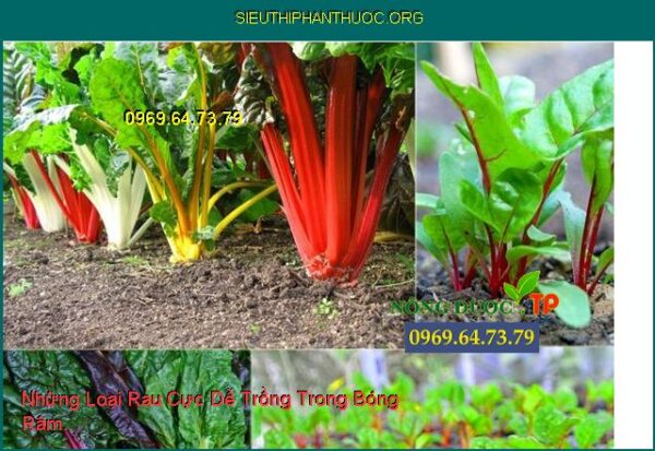 Những Loại Rau Cực Dễ Trồng Trong Bóng Râm. - SIÊU THỊ PHÂN THUỐC