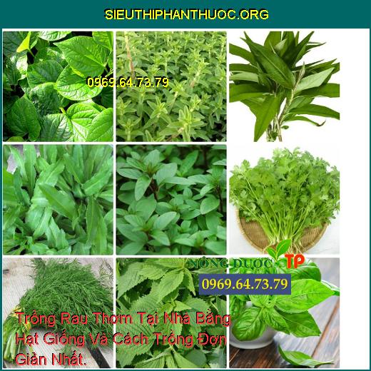 Trồng Rau Thơm Tại Nhà Bằng Hạt Giống Và Cách Trồng Đơn Giản Nhất ...