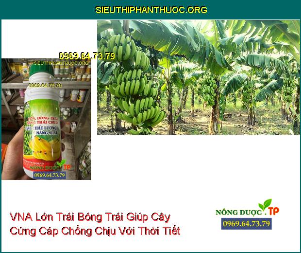 VNA Lớn Trái Bóng Trái- Nặng Trái Chuối- Tăng Chất Lượng, Tăng Năng ...