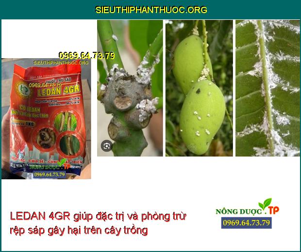 LEDAN 4GR- Đặc Trị Sâu Đục Thân- Sâu Cuốn Lá- Rầy Nâu- Nhện Gié. - SIÊU ...