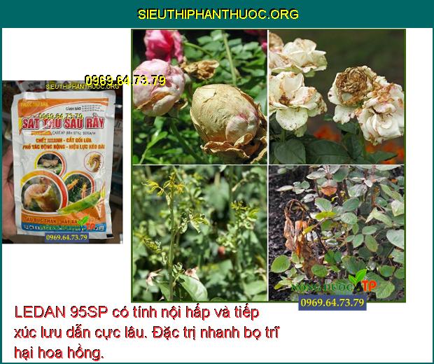 LEDAN 95SP Sát Thủ Sâu Rầy- Đặc Trị Rầy Nâu- Sâu Đục Thân- Bọ Trĩ- Rầy ...