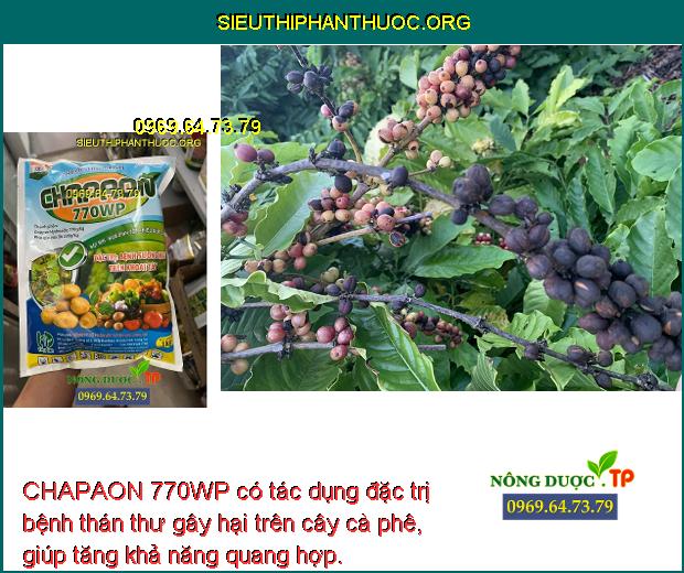 CHAPAON 770WP- Đặc Trị Sương Mai- Thán Thư- Héo Xanh- Mốc Xám- Mốc ...