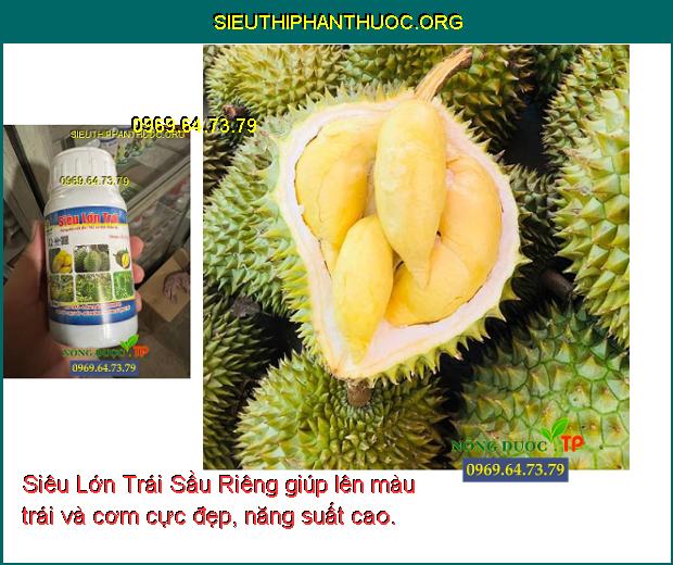 Siêu Lớn Trái Sầu Riêng- Lớn Trái Cực Nhanh- Cơm Dày- Hạt Lép- Không ...