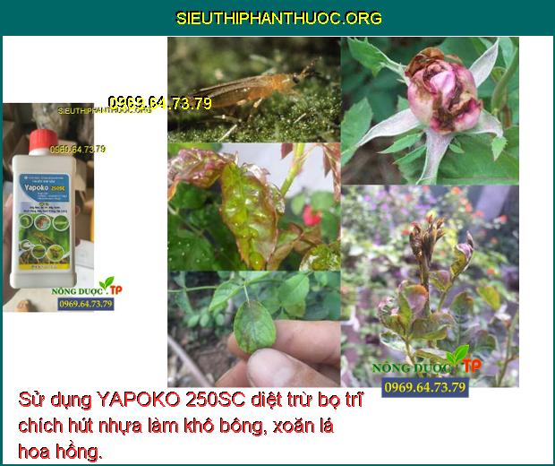 YAPOKO 250SC- Đặc Trị Rầy Nâu- Bọ Trĩ- Rầy Xanh- Ruồi Vàng- Rầy Cánh ...