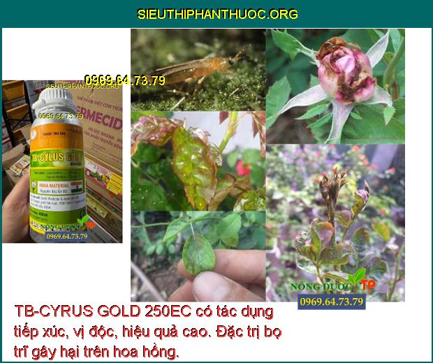TB-CYRUS GOLD 250EC- Đặc Trị Sâu Cuốn Lá- Sâu Xanh- Bọ Trĩ- Bọ Xít Hôi ...