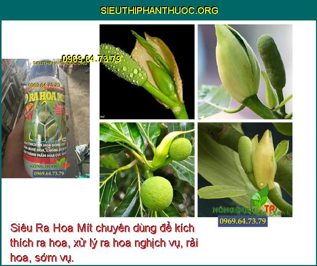 Siêu Ra Hoa Mít- Ra Hoa Đồng Loạt- Chống Nghẹn Hoa, Đen Hoa- Đậu Trái ...
