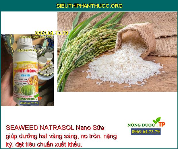 SEAWEED NATRASOL Nano Sữa- To Hạt- Nặng Ký- Xanh Lá Dài- Cứng Cổ Bông ...