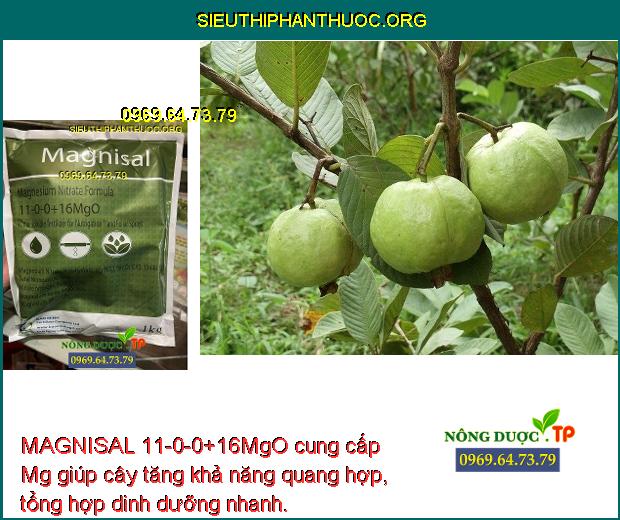 MAGNISAL 11-0-0+16MgO- Tăng Quang Hợp- Xanh Lá- Ra Rễ Mạnh- Trái To ...