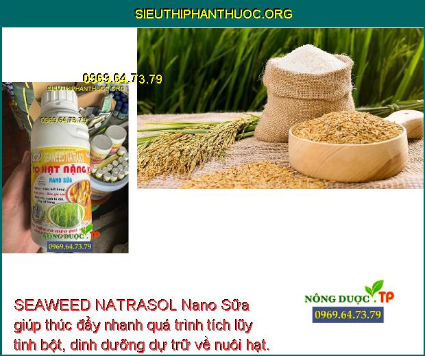 SEAWEED NATRASOL Nano Sữa- To Hạt- Nặng Ký- Xanh Lá Dài- Cứng Cổ Bông ...