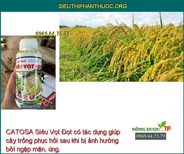 CATOSA Siêu Vọt Đọt- Tạo Chồi- Ra Rễ Mạnh- Kéo Đọt Mạnh- Xanh Lá- Dày ...