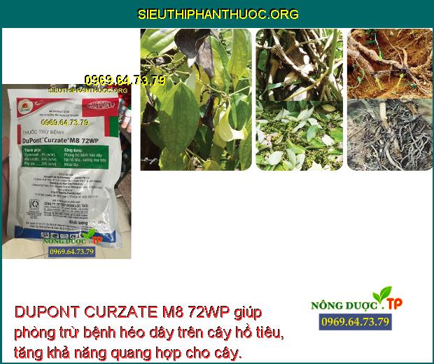 DUPONT CURZATE M8 72WP- Đặc Trị Bệnh Héo Dây Hại Hồ Tiêu- Sương Mai Hại ...