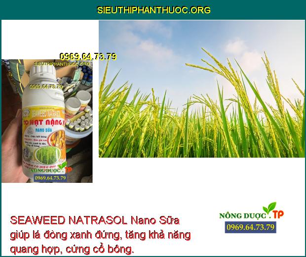 SEAWEED NATRASOL Nano Sữa- To Hạt- Nặng Ký- Xanh Lá Dài- Cứng Cổ Bông ...