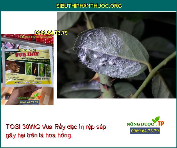 TOSI 30WG Vua Rầy- Đặc Trị Rầy Xanh- Bọ Trĩ- Rệp Sáp- Rầy Nâu- Sâu Cuốn ...