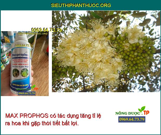 MAX PROPHOS- Chuyên Tạo Mầm Hoa Sầu Riêng- Xử Lí Ra Hoa Theo Ý Muốn ...
