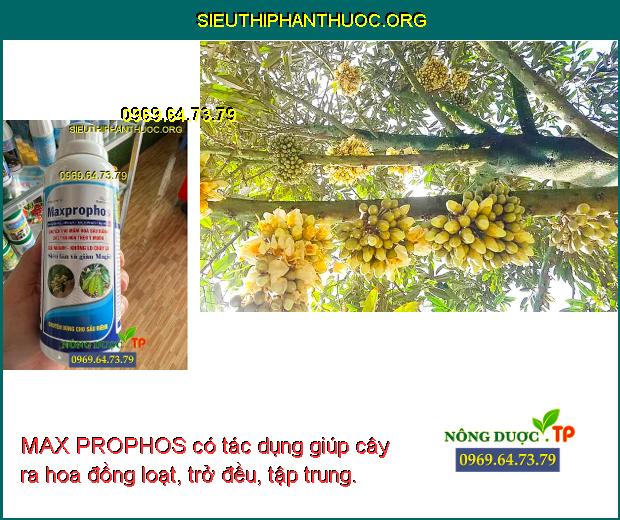 MAX PROPHOS- Chuyên Tạo Mầm Hoa Sầu Riêng- Xử Lí Ra Hoa Theo Ý Muốn ...
