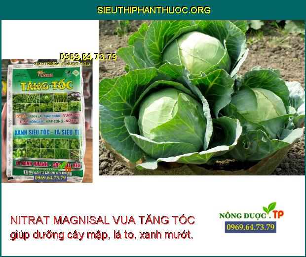 NITRAT MAGNISAL VUA TĂNG TỐC- Tốt Rễ- Xanh Lá- Mập Thân- Vươn Cây ...