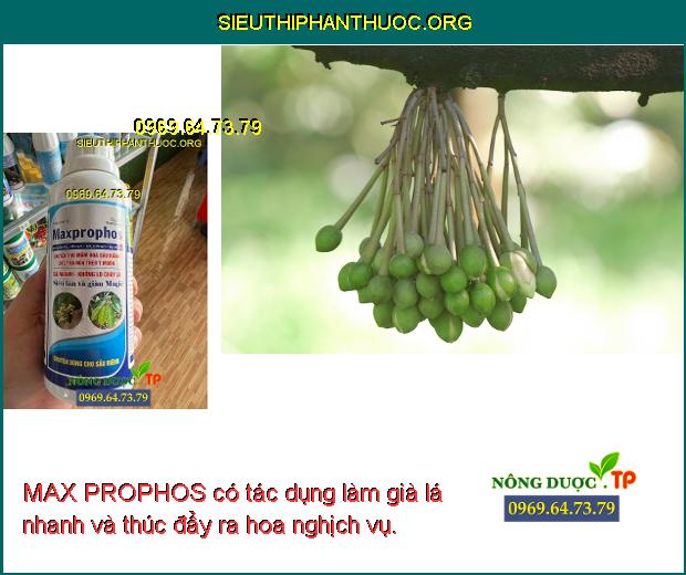 MAX PROPHOS- Chuyên Tạo Mầm Hoa Sầu Riêng- Xử Lí Ra Hoa Theo Ý Muốn ...