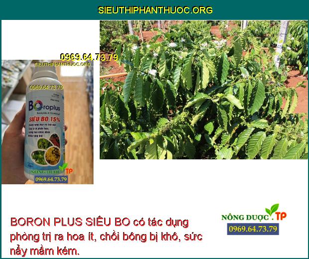 BORON PLUS SIÊU BO- Chống Rụng Hoa- Trái Non- Tăng Tỷ Lệ Phấn Hoa ...