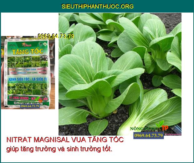 NITRAT MAGNISAL VUA TĂNG TỐC- Tốt Rễ- Xanh Lá- Mập Thân- Vươn Cây ...