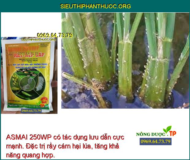 ASMAI 250WP- Đặc Trị Rệp Sáp- Rầy Non- Rầy Trưởng Thành- Rầy Không Lột ...