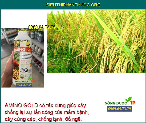 AMINO GOLD CHUYÊN GIA NUÔI TRÁI- Siêu Bóng Trái- Đẹp Trái- Mọng Nước ...