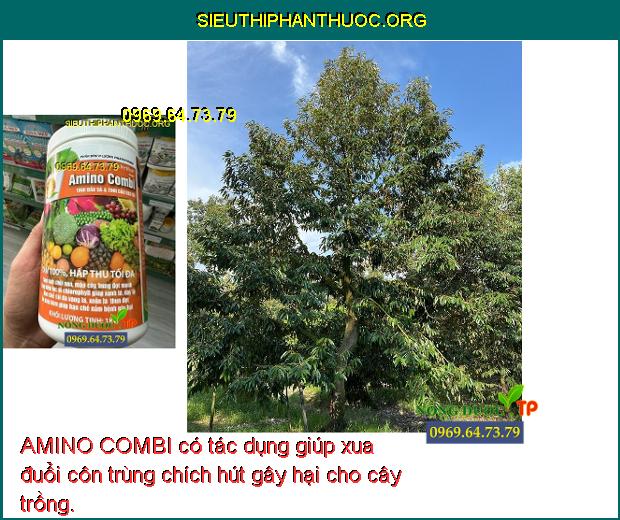 AMINO COMBI- Bung Đọt Mạnh- Xanh Lá- Dày Lá- Hạn Chế Vàng Lá- Xoắn Lá ...