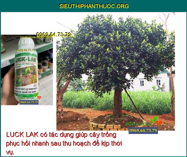 LUCK LAK- Mập Đọt- Lá Xanh Mướt- Bóng Mướt- Đẻ Nhánh - Ra Rễ Cực Mạnh ...