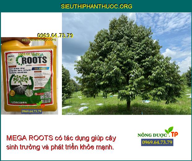 MEGA ROOTS- Siêu Rễ- Đẻ Nhánh- Cải Tạo Đất- Giải Độc Phèn- Tăng Hấp Thu ...