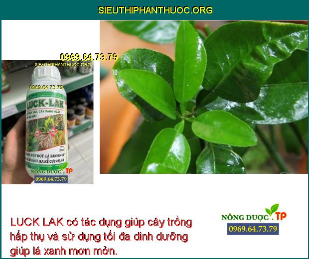 LUCK LAK- Mập Đọt- Lá Xanh Mướt- Bóng Mướt- Đẻ Nhánh - Ra Rễ Cực Mạnh ...