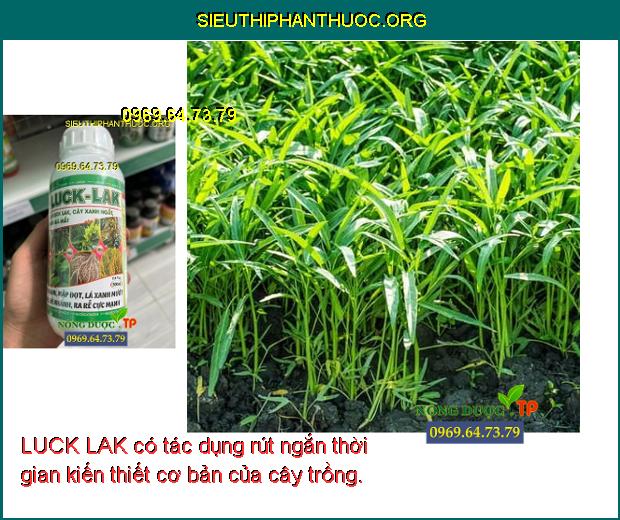 LUCK LAK- Mập Đọt- Lá Xanh Mướt- Bóng Mướt- Đẻ Nhánh - Ra Rễ Cực Mạnh ...