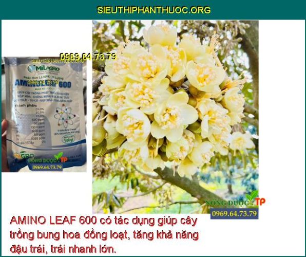 AMINO LEAF 600- Giúp Mập Hoa- Chống Rụng Hoa- Rụng Trái Non- Lớn Trái ...