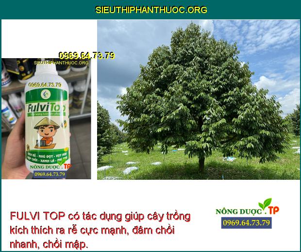FULVI TOP- Giúp Đâm Chồi- Kích Thích Ra Rễ- Hạn Chế Vàng Lá- Xanh Lá ...