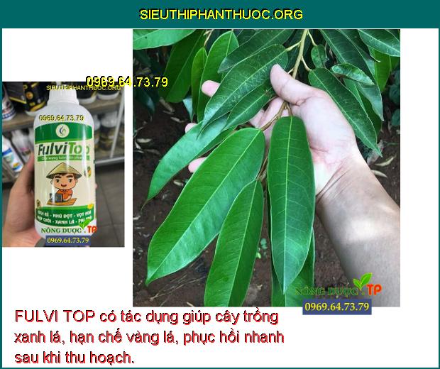 FULVI TOP- Giúp Đâm Chồi- Kích Thích Ra Rễ- Hạn Chế Vàng Lá- Xanh Lá ...